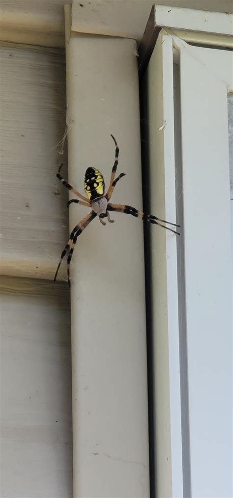 Identify Spider Please Rarachnids Identify Spider Please Rarachnids