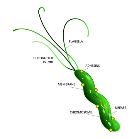 Helicobacter Pylori Cell Structure Illustration 18017813 Vector Art At