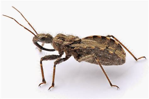 Assassin Kissing Bug Facts