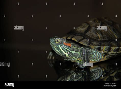 Red Eared Slider Stock Photo Alamy