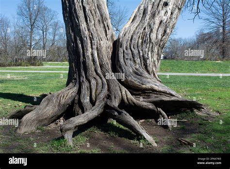 Which Trees Grow Well Together At Dan Showers Blog