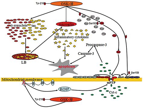 Association Of Glycogen Synthase Kinase‑3β With Parkinsons Disease Review