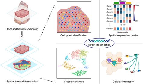 Spatial Transcriptomics A Powerful Tool In Disease Understanding And