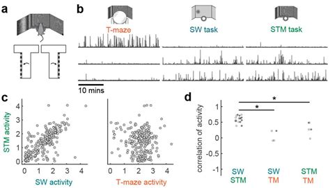 Parietal Cortex Mouse