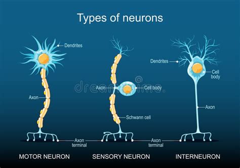 Different Types Of Neurons Neuron Structure Stock Illustration Illustration Of Multipolar