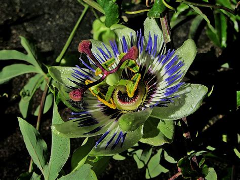 Passiflora Caerulea 1080p 2k 4k 5k Hd Wallpapers Free Download Wallpaper Flare