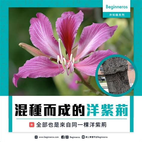 【香港冷知識】香港獨一無二的洋紫荊 Beginneros 網上學習平台