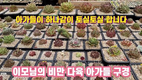 다육 아가들이 하나같이 오동통 도대체 무얼 주시는 걸까요 이쁜 아가들이 한가득 모여있는 이모님 키핑장 창 국민이 제라늄 코너and리톱스 Youtube