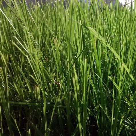 Scirpus Cyperinus Ngn Natural Garden Natives
