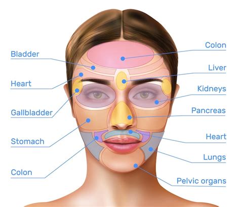 Face Anatomy Names Parts Of The Face Useful List Of 15 Face Parts