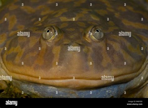 Budgetts Frog Lepidobatrachus Laevis Captive Native To South