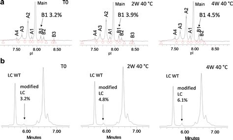 Cyclization Of N Terminal Glutamic Acid To Pyro Glutamic Acid Impacts