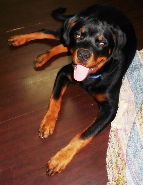Leo The Rottweiler 6 Months Old Rottweiler Puppy