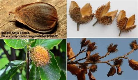 Identifying Trees By Their Triangular Seed Pods