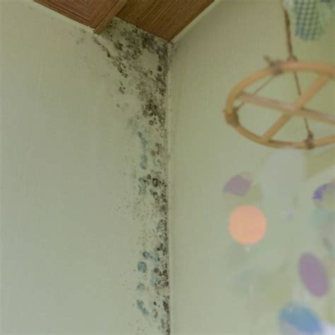 다이소 곰팡이제거제로 벽지 창문실리콘 결로곰팡이 제거한 후기 네이버 블로그