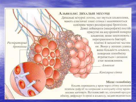 Фізіологія дихальної системи Зовнішнє дихання презентация онлайн