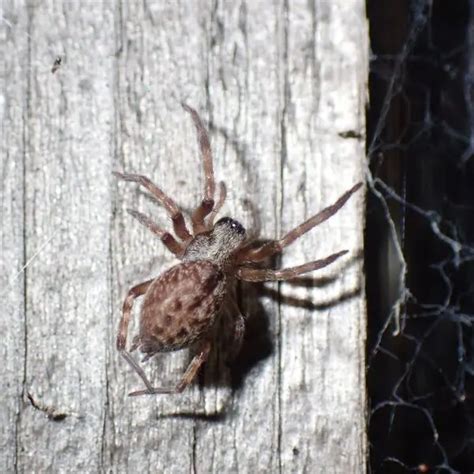 Spiders In Oregon 41 Different Species