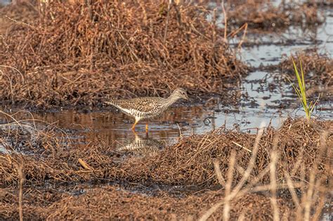 Birdwatching On Cape Cod The Islands