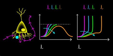 Researchers Enhance Training Of Energy Efficient Neural Networks With Biological Neuron Spikes