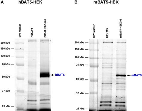 Activity Based Protein Profiling Abpp To Visualize Catalytically