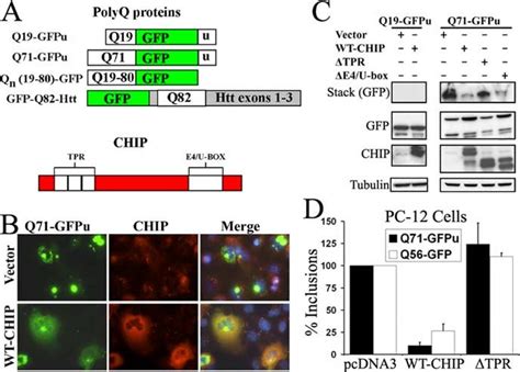 Chip Suppresses Aggregation Of A Mutant Polyq Protein In Cell Culture Download Scientific