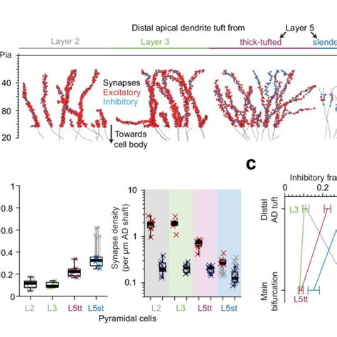 Inhibitory Input Fraction At Distal Apical Tuft Dendrites A Skeleton Download Scientific