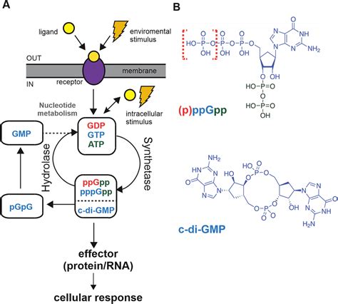 Nucleotide Based Second Messengers A Scheme Of A Signaling Circuit Download Scientific