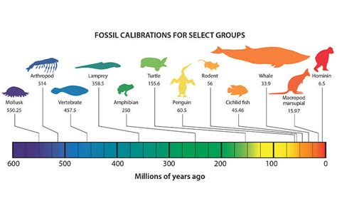 Csuf Scientist Leads Creation Of Online Fossil Database Csuf News
