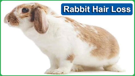 Rabbit Hair Loss Alopecia Causes Symptoms And Treatments