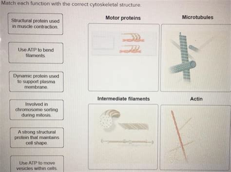 Solved Match Each Function With The Correct Cytoskeletal