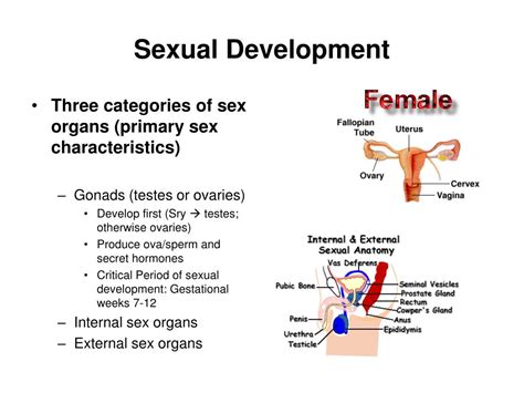 Ppt Cognitive Science 17 Why Sex Is Necessary Part 1 Jaime A Pineda Ph D Powerpoint