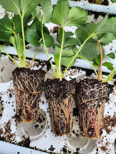 딸기모종 판매합니다 당근 중고거래