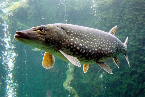 Pesca Sportiva Stop Alle Catture Di Lucci E Trote Marmorate Notizie Plus