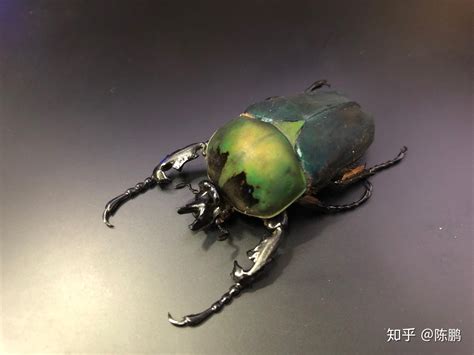 昆虫界有哪些昆虫是极为漂亮的 知乎