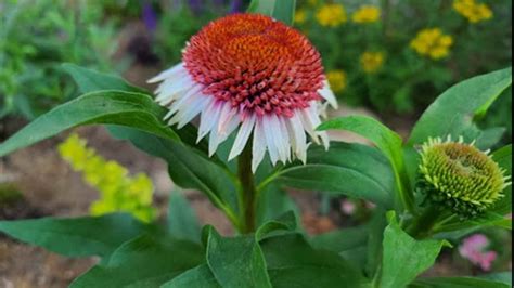 비오는 날 정원에 핀 꽃야생화정원꽃에키네시아버들마편초기생초센트란투스비덴스 Youtube