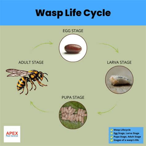 Understanding Wasp Behaviour Expert Tips For Effective Pest Control