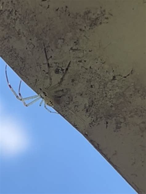 Some Kinda Crab Spider R Arachnids