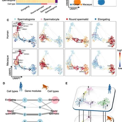 application of came to human and macaque scrna seq data during
