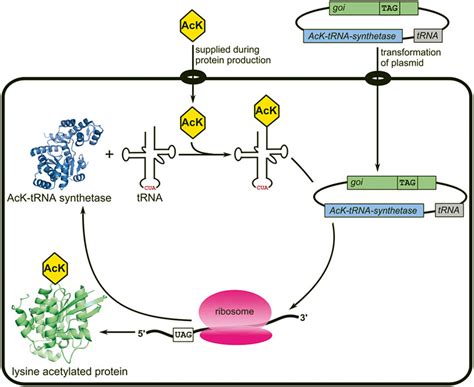 The Genetic Code Expansion Concept Allows Genetically Encoding Diverse