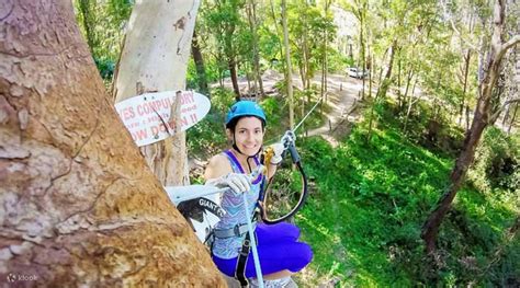 TreeTop Challenge At Tamborine Mountain From Gold Coast Klook