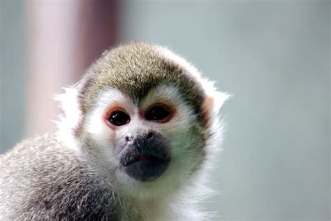 The Pippi Longstocking Monkey By Toxiccrack On Deviantart