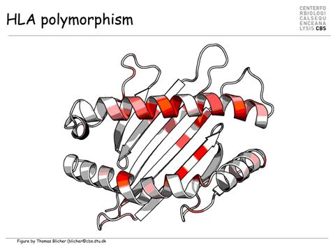 Ppt Mhc Polymorphism Powerpoint Presentation Free Download Id 1277416