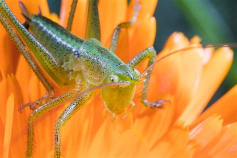 Premium Photo Beautiful Grasshopper Displays Its Wonderful Structure