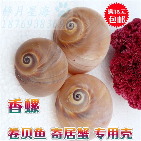 天然海螺贝壳香螺卷贝鱼寄居蟹专用壳创意鱼缸装饰水族箱造景摆件 虎窝淘