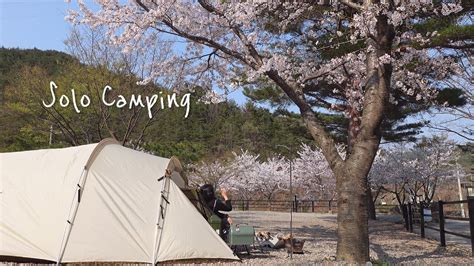 벚꽃과의 눈치게임ㅣ봄이다아아🌸ㅣ솔로캠핑ㅣ스노우피크 볼트 볼트 아이보리 관련 콘텐츠