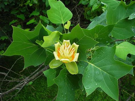 Maryland Biodiversity Project Tulip Poplar Liriodendron Tulipifera