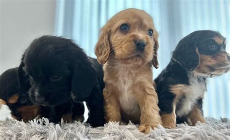 Cavalier King Charles Spaniel Puppies For Sale In East Of England