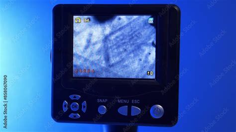 Small Marine Organisms Zooplankton And Phytoplankton Plankton On