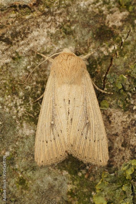Vertical Closeup Of The Obscure Wainscot Moth Leucania Obsoleta