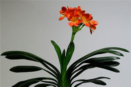 君子兰的养殖方法和注意事项 花百科